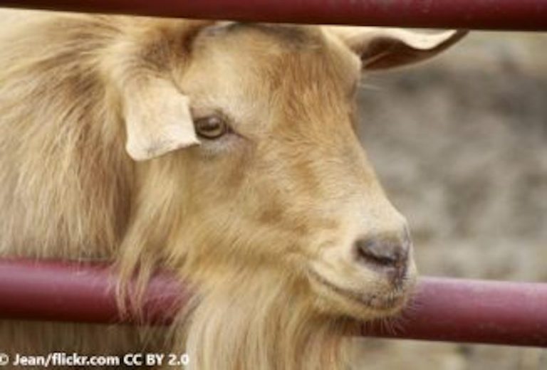 Myotonic Goats - Breed Profile - Goat Journal
